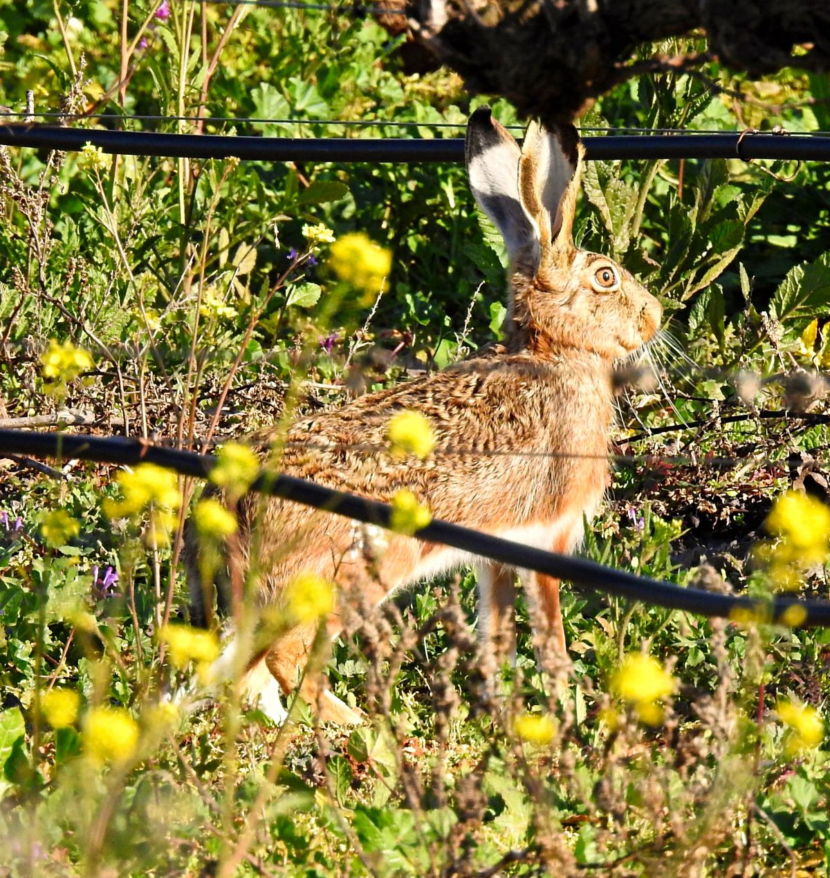 Rabbits and hares. Lagomorphs of Extremadura. Updated