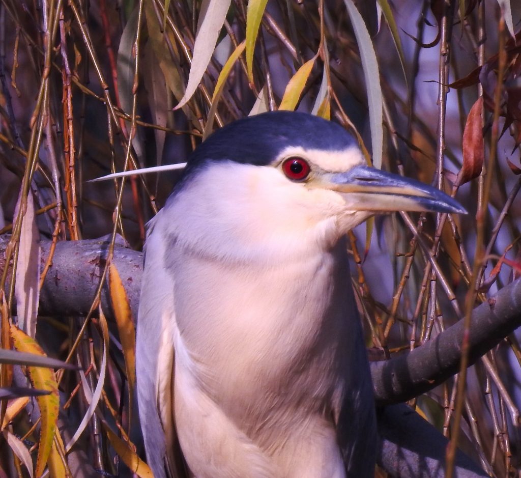 Birds of Senegal - An ornithological paradise